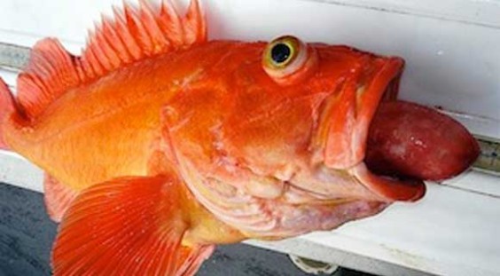 WATCH: Importance of Venting Deep Water Fish Like Grouper, Snapper and ...