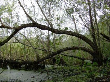 BREVARD HISTORY: Windover's Ancient 'Bog People' One of Most ...