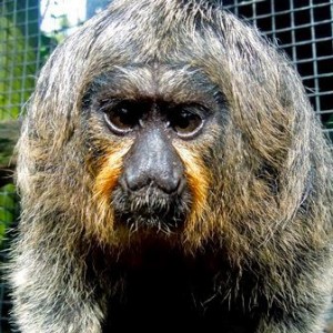 Brevard Zoo Saki Monkey Gives Birth - Space Coast Daily