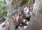 Released Female Florida Panther Gives Birth - Space Coast Daily