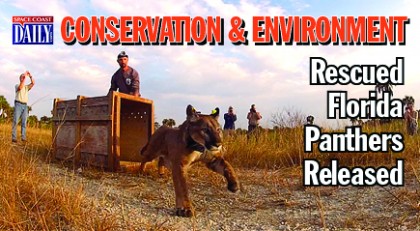 Florida Panther Population Growing But Still Endangered - Space Coast Daily