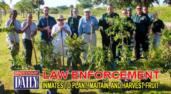 Jail Inmates Maintain, Harvest Fruit At Sheriff’s Work Farm - Space ...