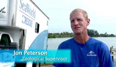 SeaWorld Rescue Team Returns Dolphin To Open Water - Space Coast Daily