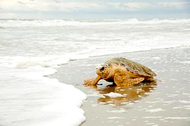 Biologists Hope For Busy Sea Turtle Nesting Season - Space Coast Daily
