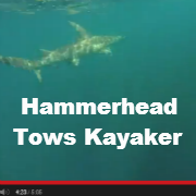 Hammerhead Shark Takes Kayak Fisherman On Wild Ride - Space Coast Daily