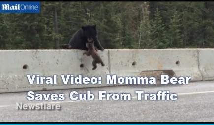 Viral Video: Mama Bear Saves Cub From Oncoming Traffic - Space Coast Daily