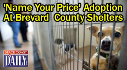 'Name Your Price' Pet Adoption At Brevard Shelters - Space Coast Daily