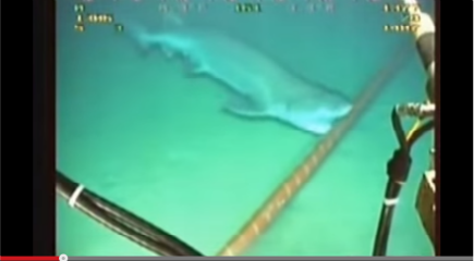 Google Confirms Sharks Biting Underwater Cable - Space Coast Daily