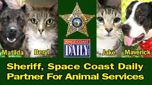 Brevard County Animal Services Adoptable Dogs & Cats - Space Coast Daily