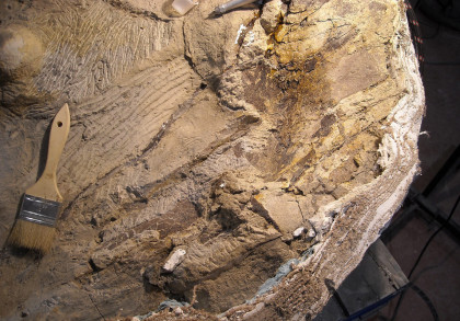 Scientists Identify Newly Discovered 'Hellboy' Dinosaur In Canada ...
