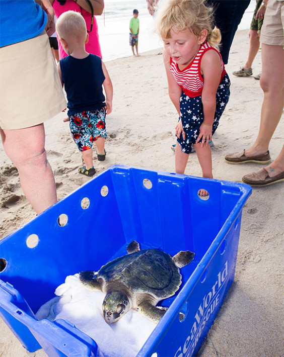 Kemp’s Ridley Sea Turtle Returned To Playalinda Beach At Titusville Sea ...