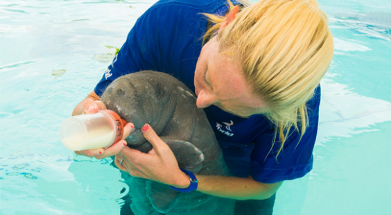 SeaWorld Animal Rescue Team Cares For Two Young Orphaned Manatees ...