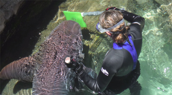VIDEO SPECIAL: SeaWorld's Top 5 Things to Know About Training Sharks ...