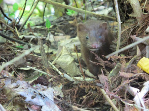 Florida Fish and Wildlife Commission Highlight the Everglades Mink ...
