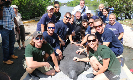 VIDEO: Florida Fish and Wildlife Commission Releases Rehabbed Manatee ...