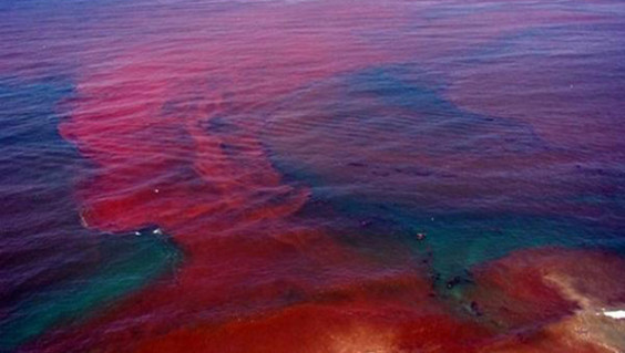 Red Tide Confirmed In Florida: What You Need To Know - Space Coast Daily