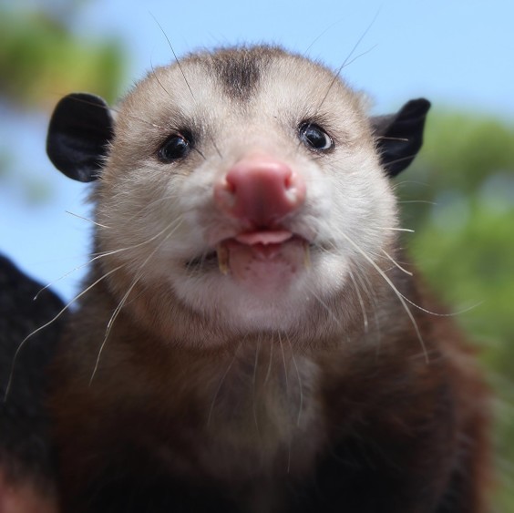 FWC: Florida Opossums Eat A Lot of Pests You Don’t Want In Your Yard ...