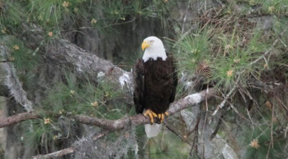 Find Bald Eagle Nests Near You With Florida Fish and Wildlife ...