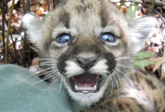 FWC Asks Public to Help Document Disorder Impacting Panthers, FWC ...