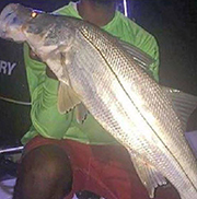 Florida Fish and Wildlife Officers Nail Snook Poachers, Thanks To ...