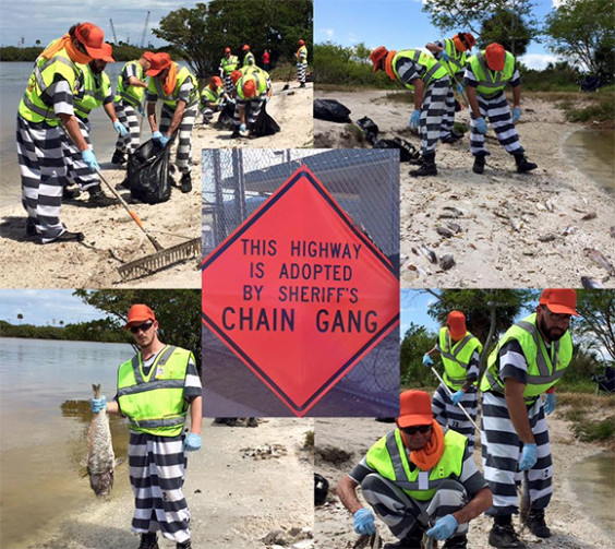 Brevard County Sheriff's Office Inmate 'Chain Gang' Assists In Lagoon ...