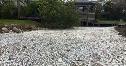 Brevard County Organizes Clean-up Effort For Indian River Lagoon Fish Kill