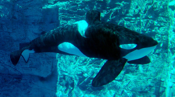 Famous SeaWorld Orca, Tilikum Has Died After 25 Years With SeaWorld ...