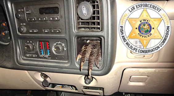 Florida Fish and Wildlife Officers Take Down Alligator Poaching Suspect ...