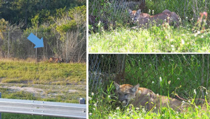 VIDEO: MyFWC Officials Herd Florida Panther, Returns To Florida Panther ...