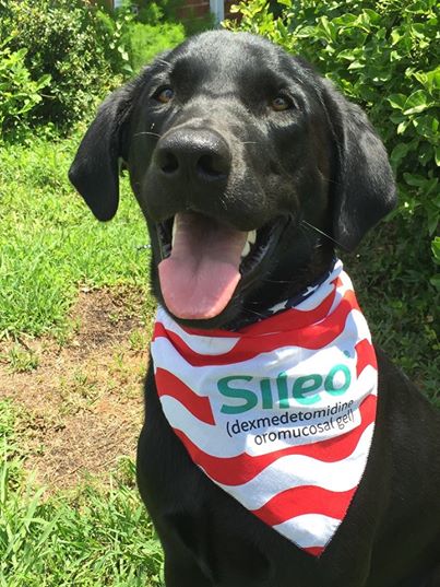 Furry Pitchmen Promoting New Drug Sileo For Dogs Afraid of Fireworks ...