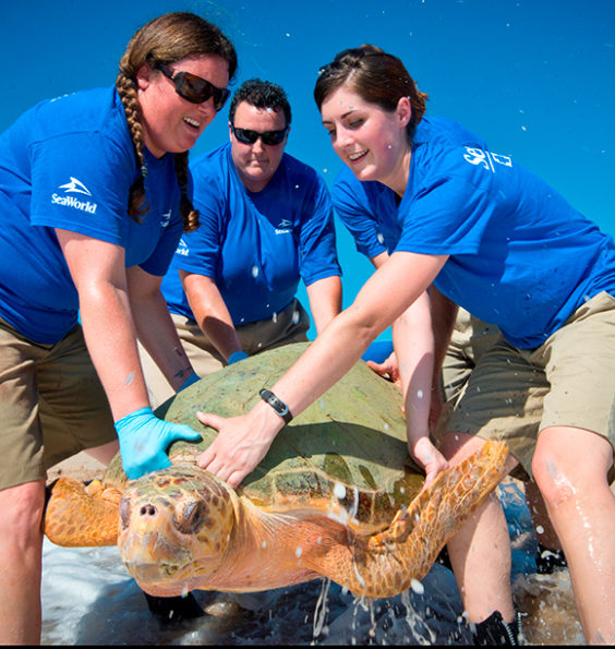 VIDEO: SeaWorld Orlando Returns Three Rescued Loggerhead Sea Turtles At ...