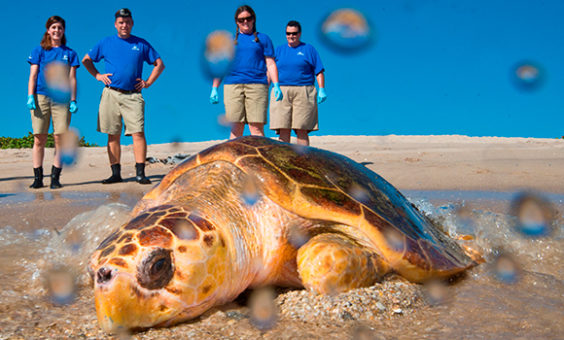 VIDEO: SeaWorld Orlando Returns Three Rescued Loggerhead Sea Turtles At ...