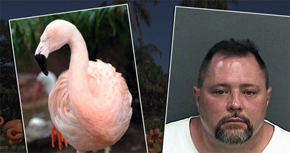 VIDEO: Man Attacks Innocent Flock of Flamingoes, 19-Year-Old 'Pinky ...