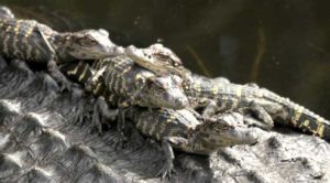 IMAGE OF THE DAY: Young American Alligator Hatchlings Take a Ride On Mom's Back - Space Coast Daily