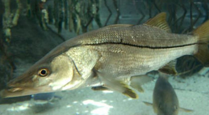 Recreational Snook Harvest Seasonal Closure in Federal, Gulf Waters ...