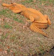 VIDEO: Orange-Colored Alligator Sighting In South Carolina Becomes ...