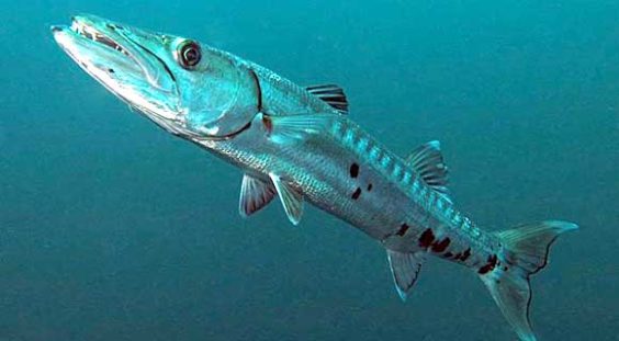 Oooooohhhh, Barracuda! Muscular Fish Voracious Feeders, Eat Wide ...