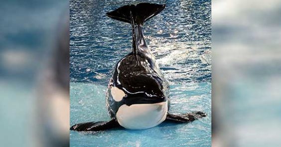 VIDEO: SeaWorld Prepares For Final Orca Whale Birth, 'Takara' Is Due ...
