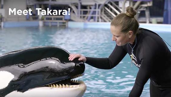 VIDEO: SeaWorld Prepares For Final Orca Whale Birth, 'Takara' Is Due ...