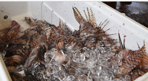 Following Successful Lionfish Removal and Awareness Weekend New ...