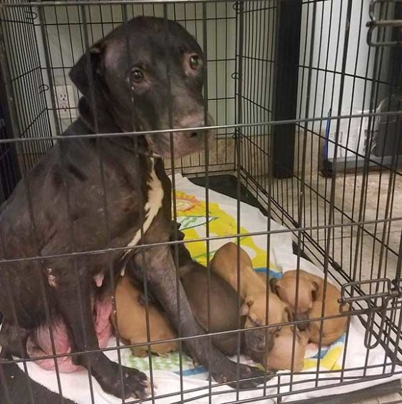 SPCA of Brevard Rescues 53 Puppies, 7 Dog Mothers, One Cat From Polk ...