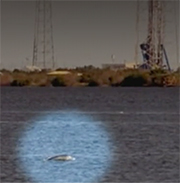 VIDEO: Dolphin Photobombs SpaceX Launch Friday Morning In Cape ...