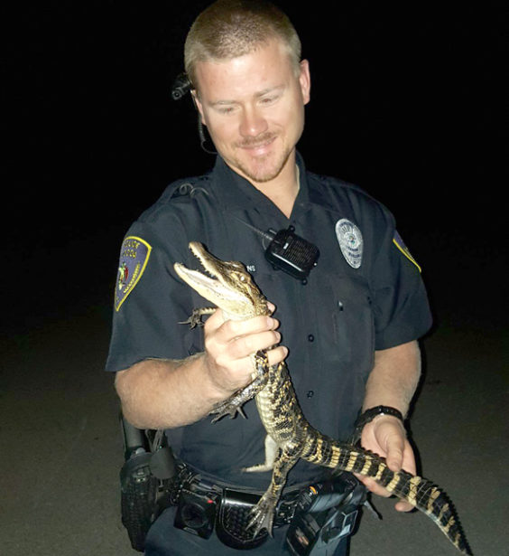 Cocoa Police Officer Matt Houchens Helps Baby Gator Find Its Way Home ...