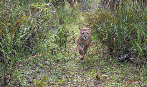 Florida Fish & Wildlife Release Family of Panthers Into The Wild After ...