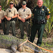 Florida Officers Capture Record-Breaking 13-Foot Gator At Park - Space ...