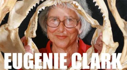 VIDEO: Newly Discovered Shark Species Honors Female Pioneer 'Shark Lady ...