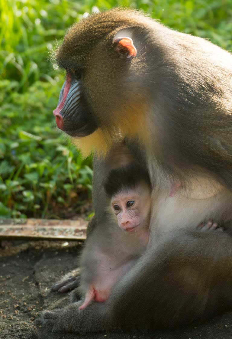 PHOTO OF THE DAY: Baby Mandrill Born at Disney’s Animal Kingdom - Space ...