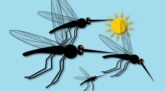 Masters of Adaptation: How Mosquitoes Have Outsmarted the Ages - Space ...