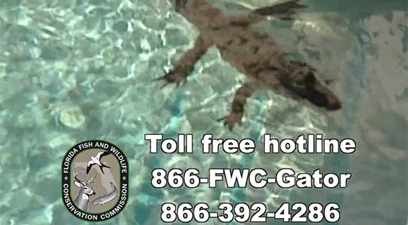 WATCH: Florida’s Statewide Alligator Harvest Begins Aug. 15, FWC Issued ...