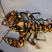 Maine Fisherman Catches Rare Calico Lobster, 1 In 30 Million Discovery ...